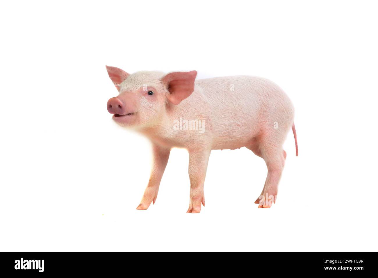 Pig mouth open hi-res stock photography and images - Alamy