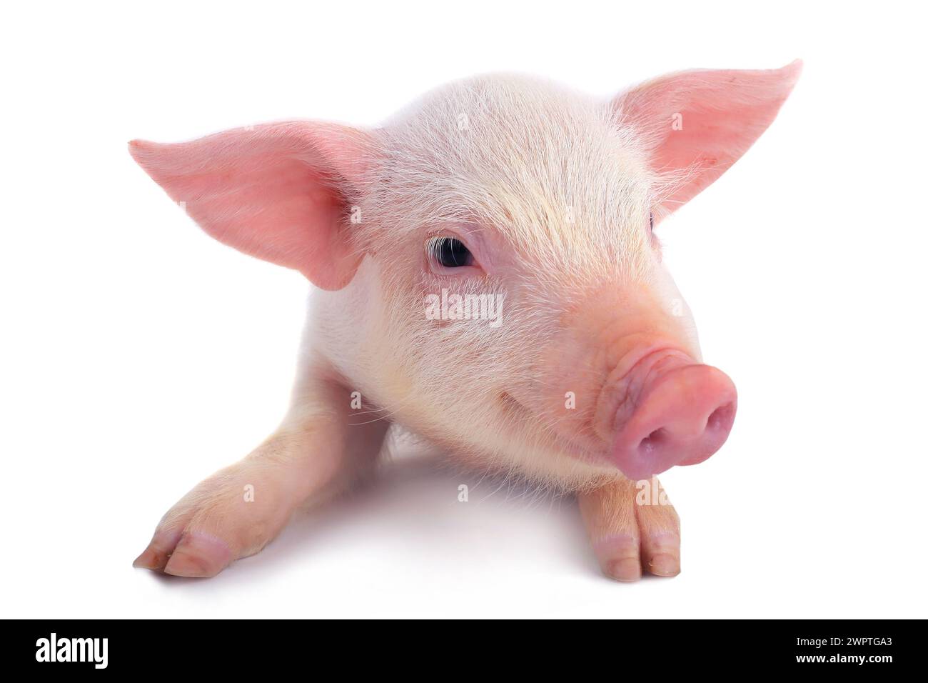 Pig open mouth hi-res stock photography and images - Alamy