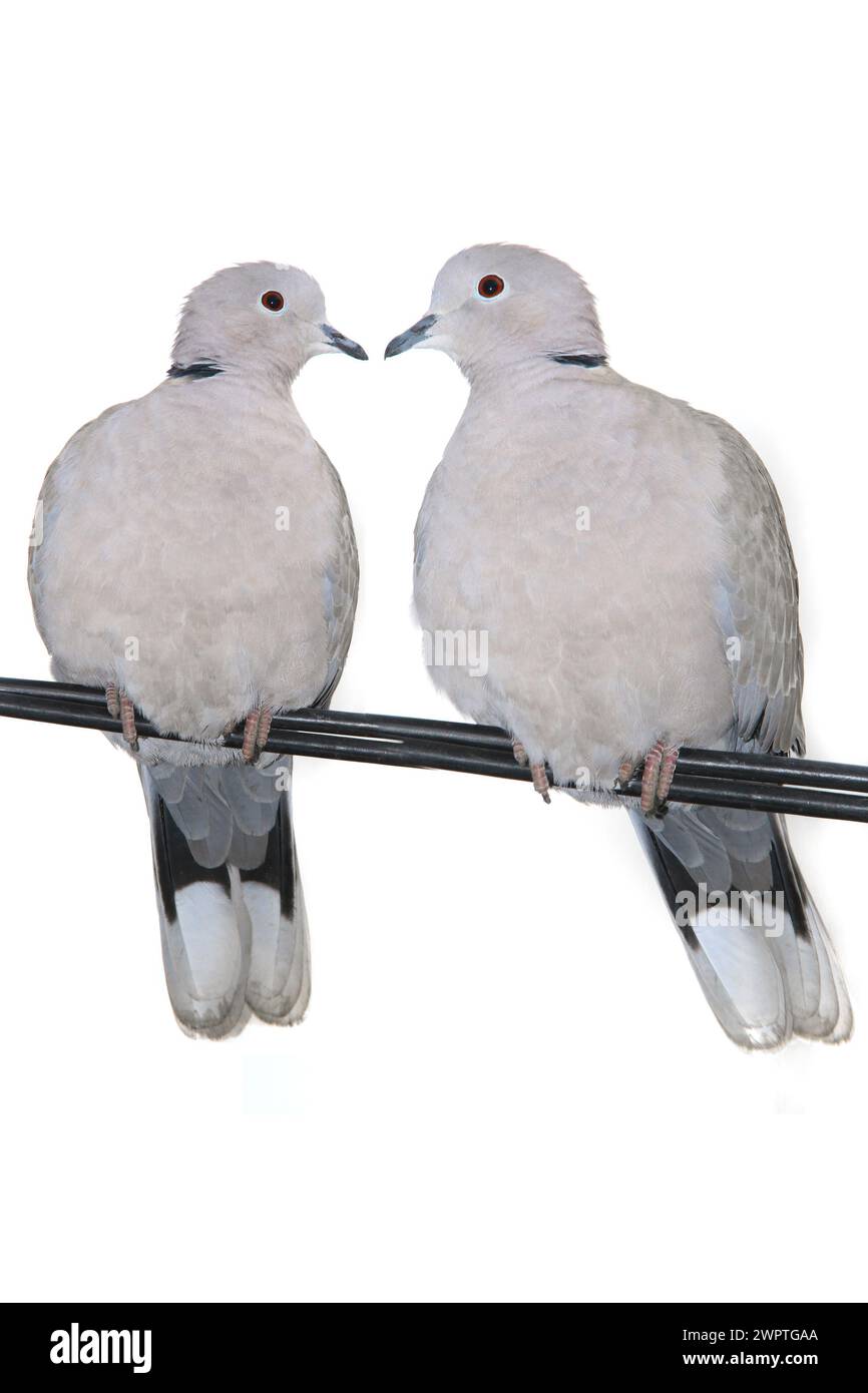 two turtle Dove ( streptopelia turtur ) on a white background Stock ...