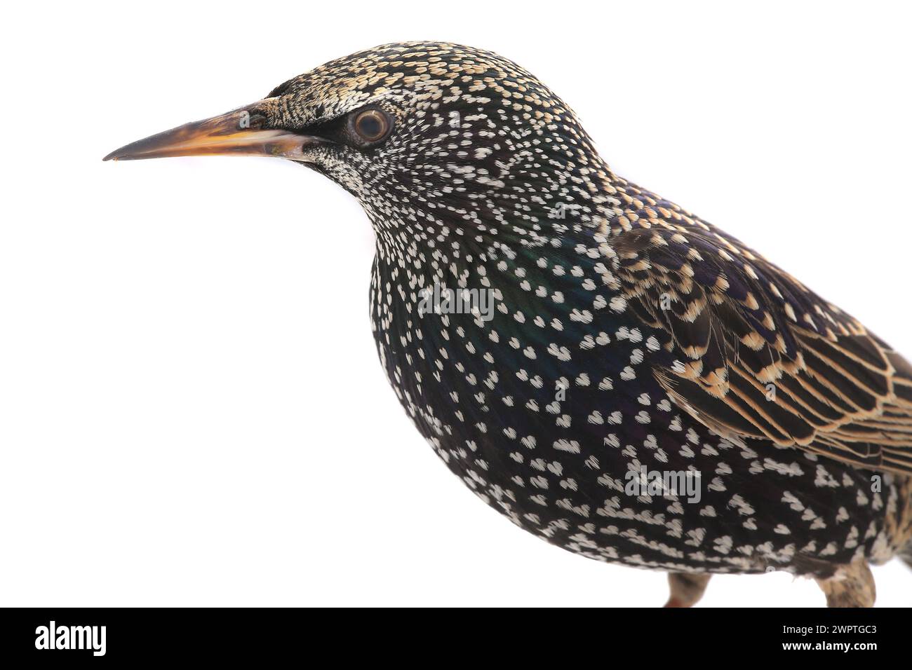 portrait starling (Sturnus vulgaris) isolated on white. Studio shot ...