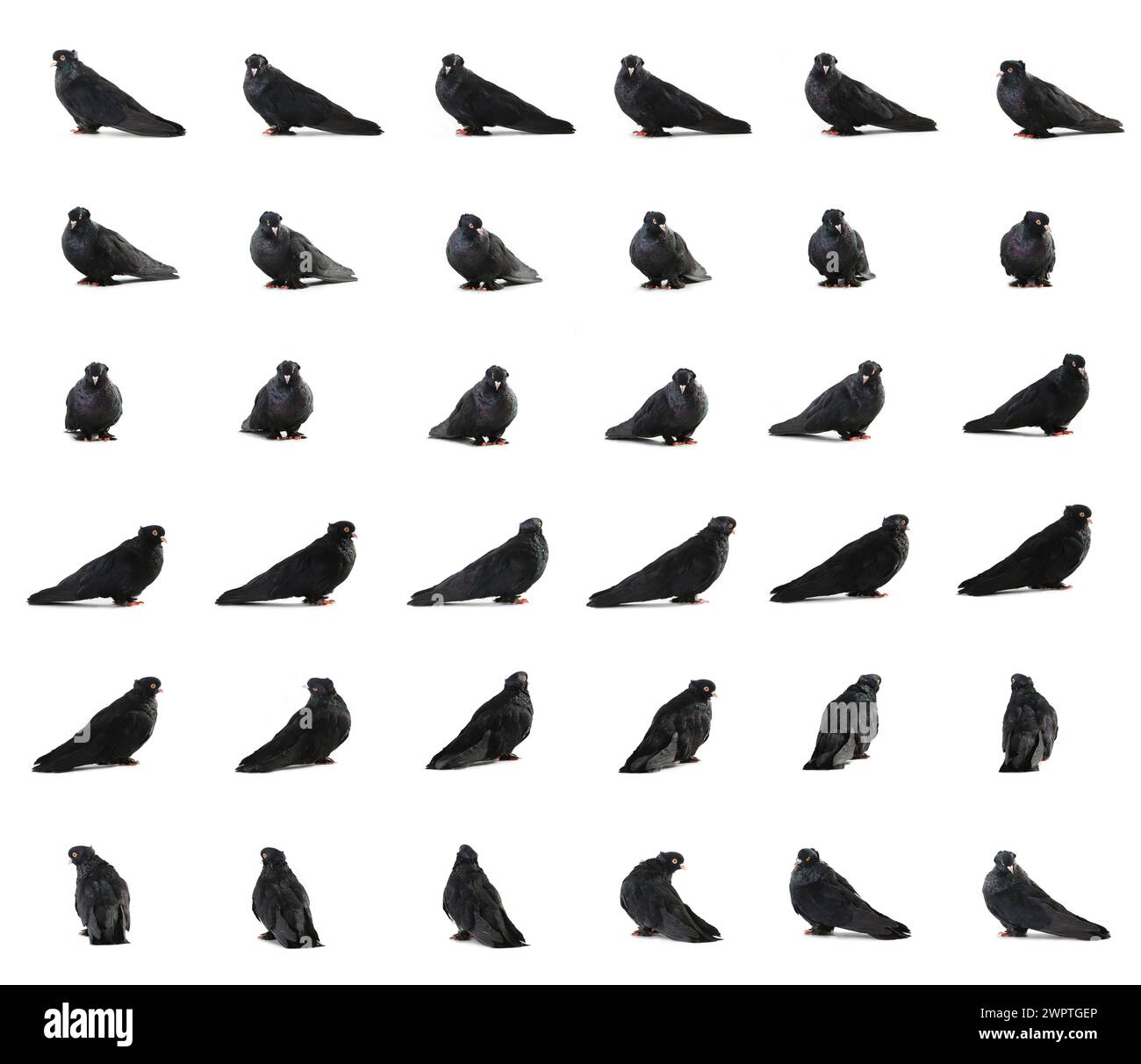 Front pigeon Cut Out Stock Images & Pictures - Alamy
