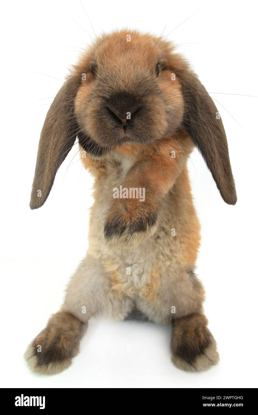 standing rabbit on a white background Stock Photo - Alamy