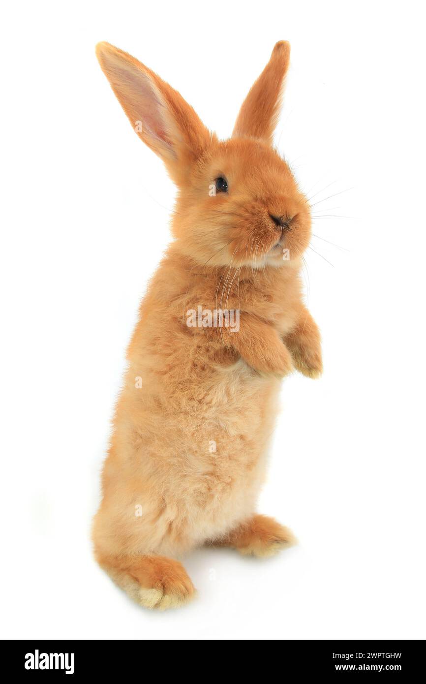 standing rabbit on a white background Stock Photo - Alamy