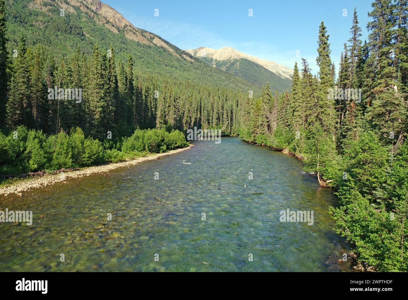 Crystal clear stream with translucent water, forest, wilderness ...