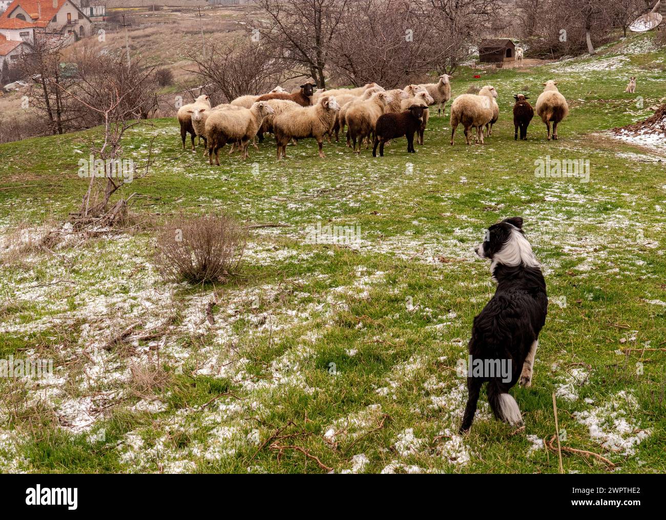 Border collie sheep farm hi-res stock photography and images - Alamy