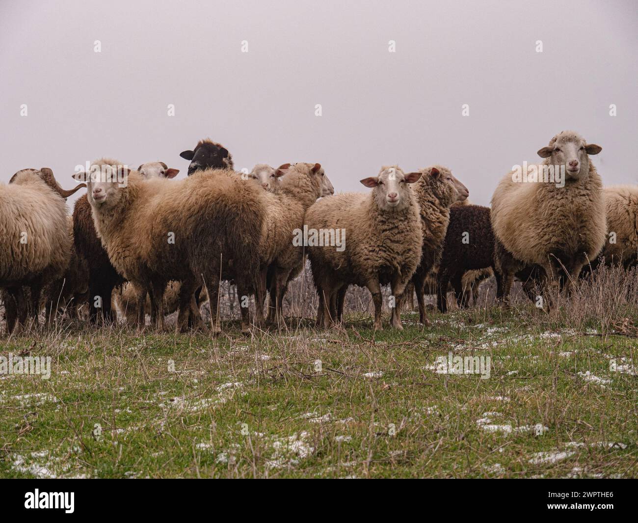 A flock of sheep on a pasture in spring. There is still snow among the ...