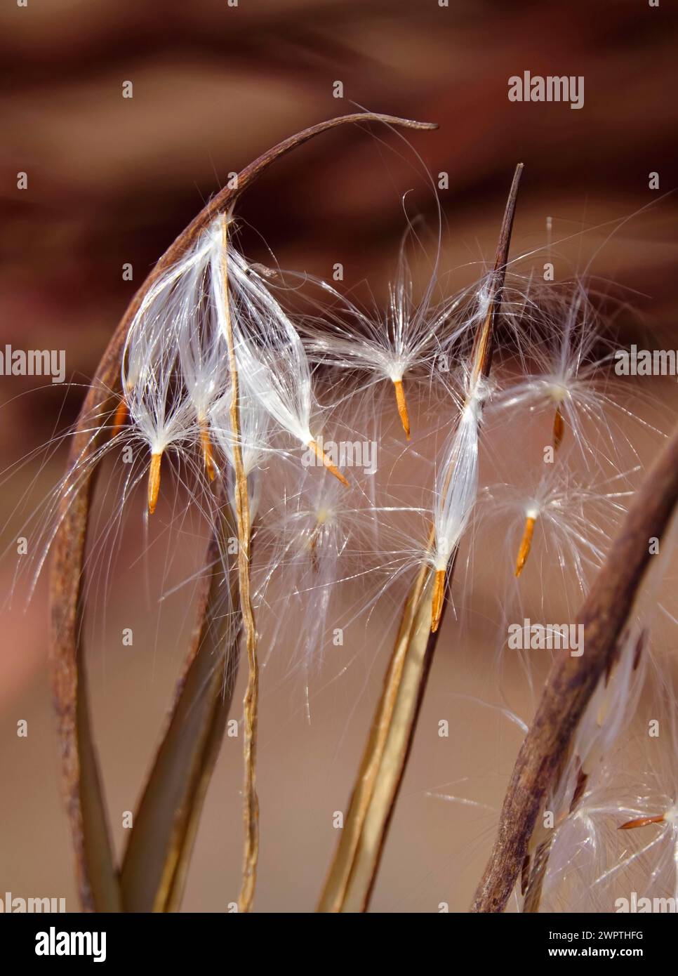 Apocynaceae hi-res stock photography and images - Alamy