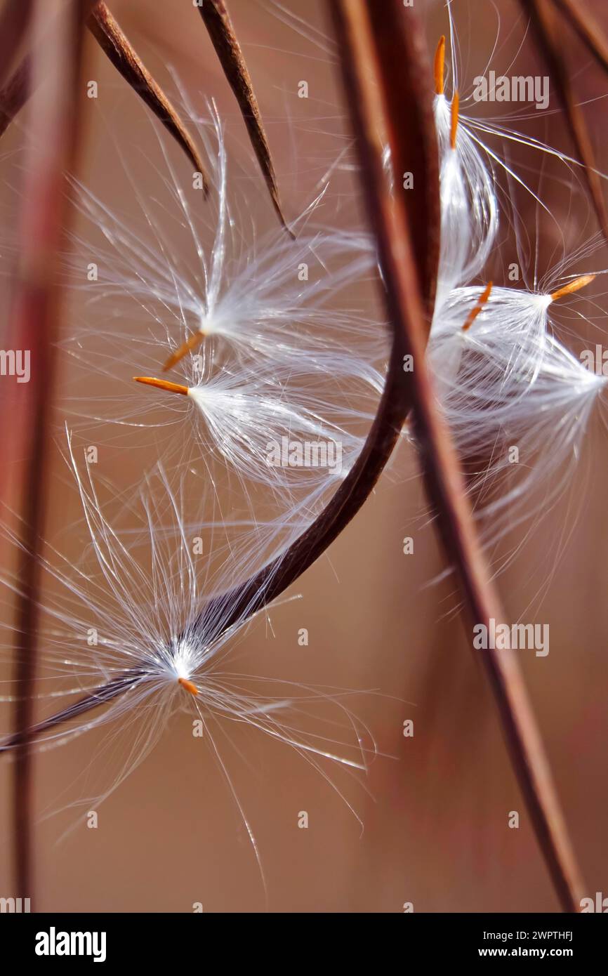 Apocynaceae hi-res stock photography and images - Alamy