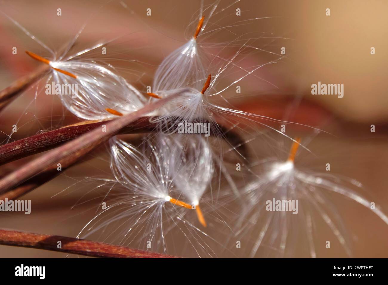 Apocynaceae hi-res stock photography and images - Alamy