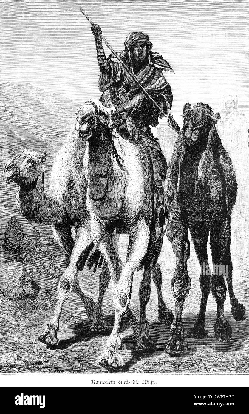 Camel ride through the desert, Egypt, Arabs, stick, Africa, historical ...