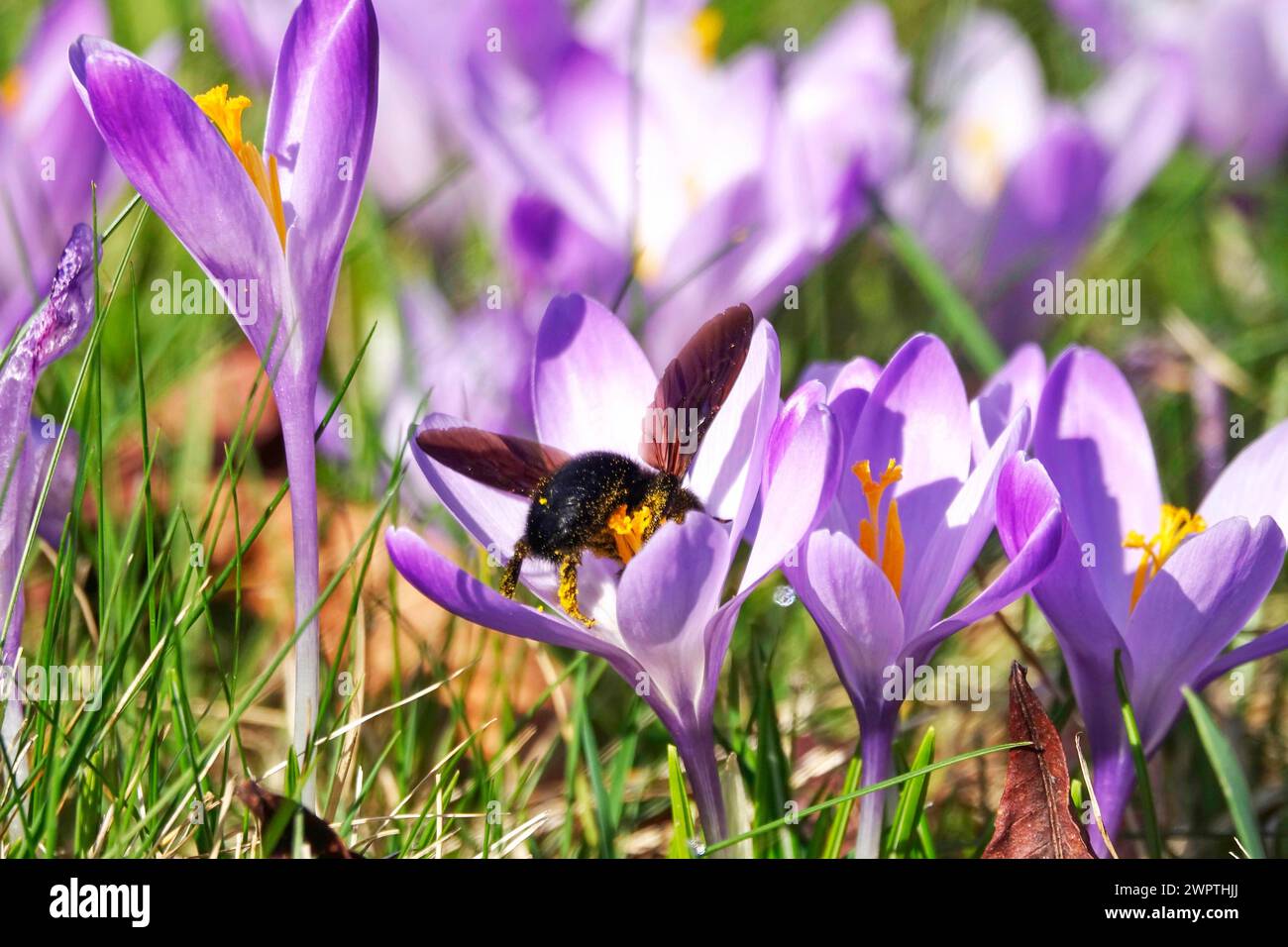 Violet carpenter bee (Xylocopa violacea), wild bee of the year 2024 ...