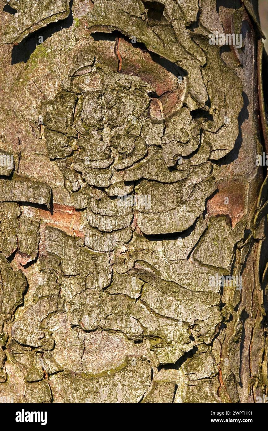 Chestnut tree bark, Germany Stock Photo - Alamy