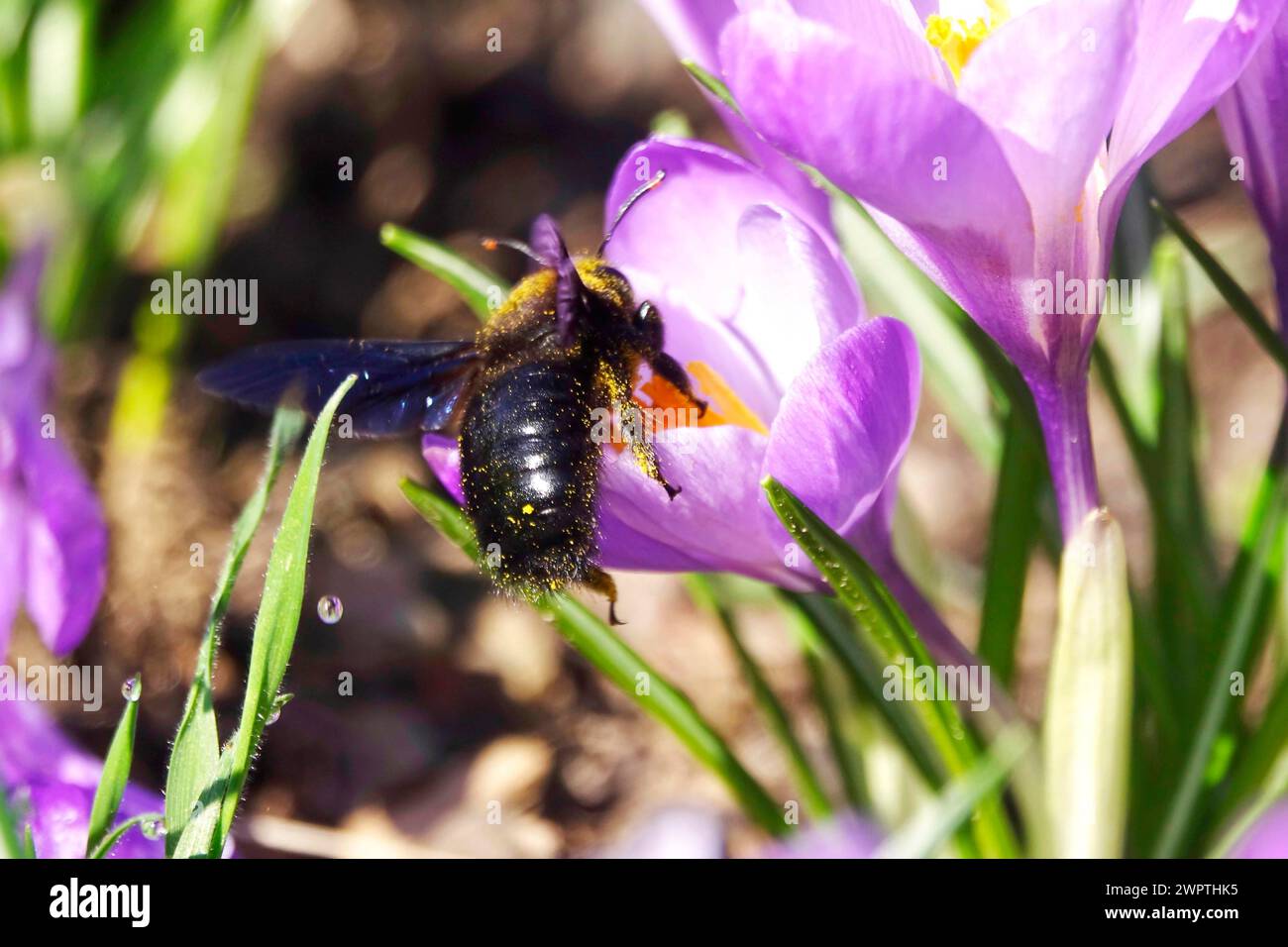 Violet carpenter bee (Xylocopa violacea), wild bee of the year 2024 ...