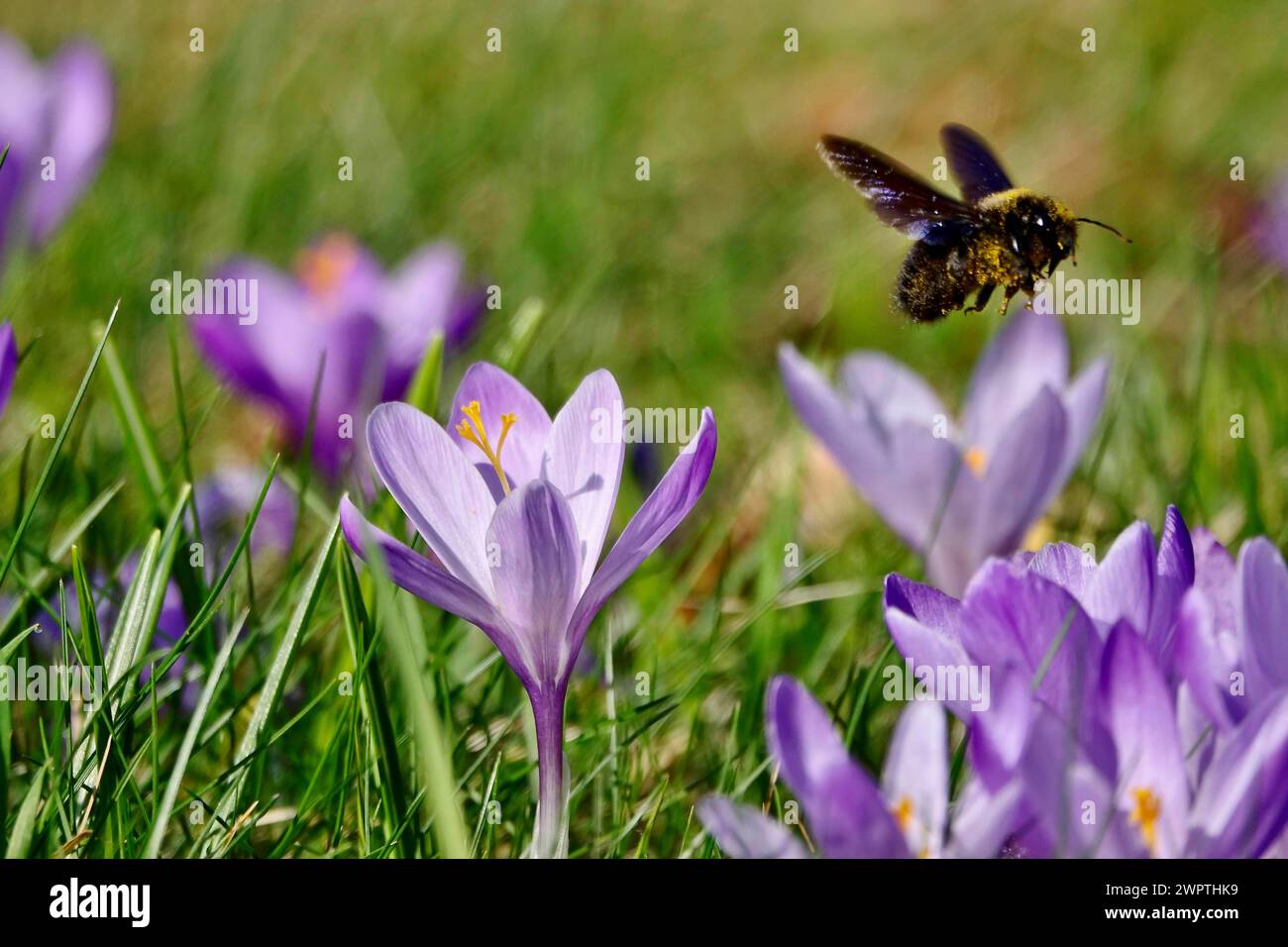 Violet carpenter bee (Xylocopa violacea), wild bee of the year 2024 ...