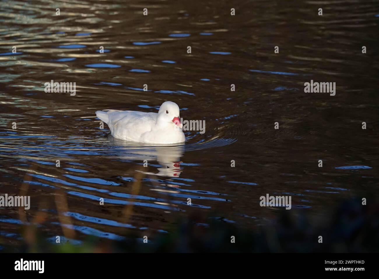 White female mandarin duck, March, Germany Stock Photo - Alamy