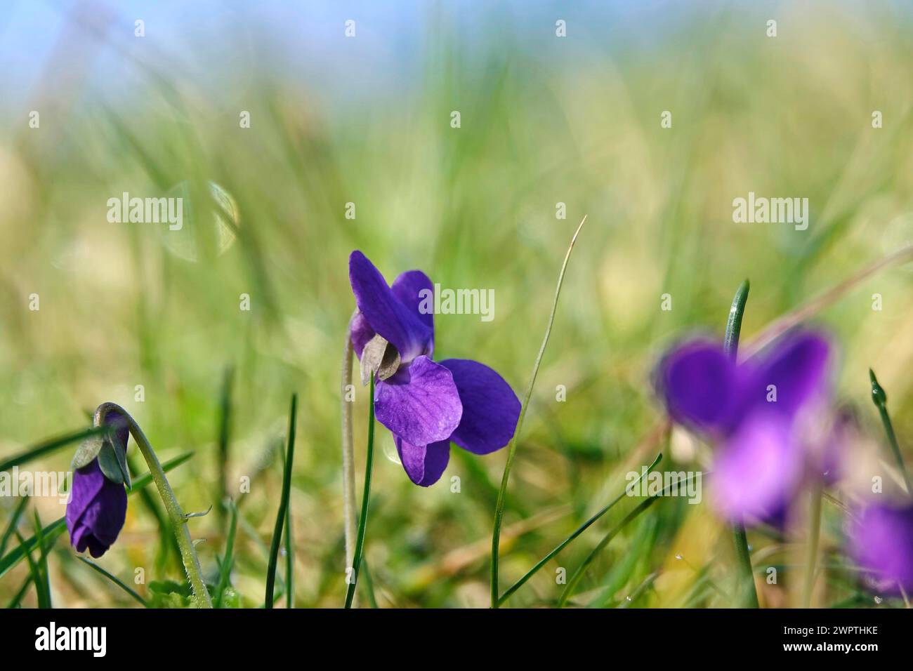 German violets hi-res stock photography and images - Alamy