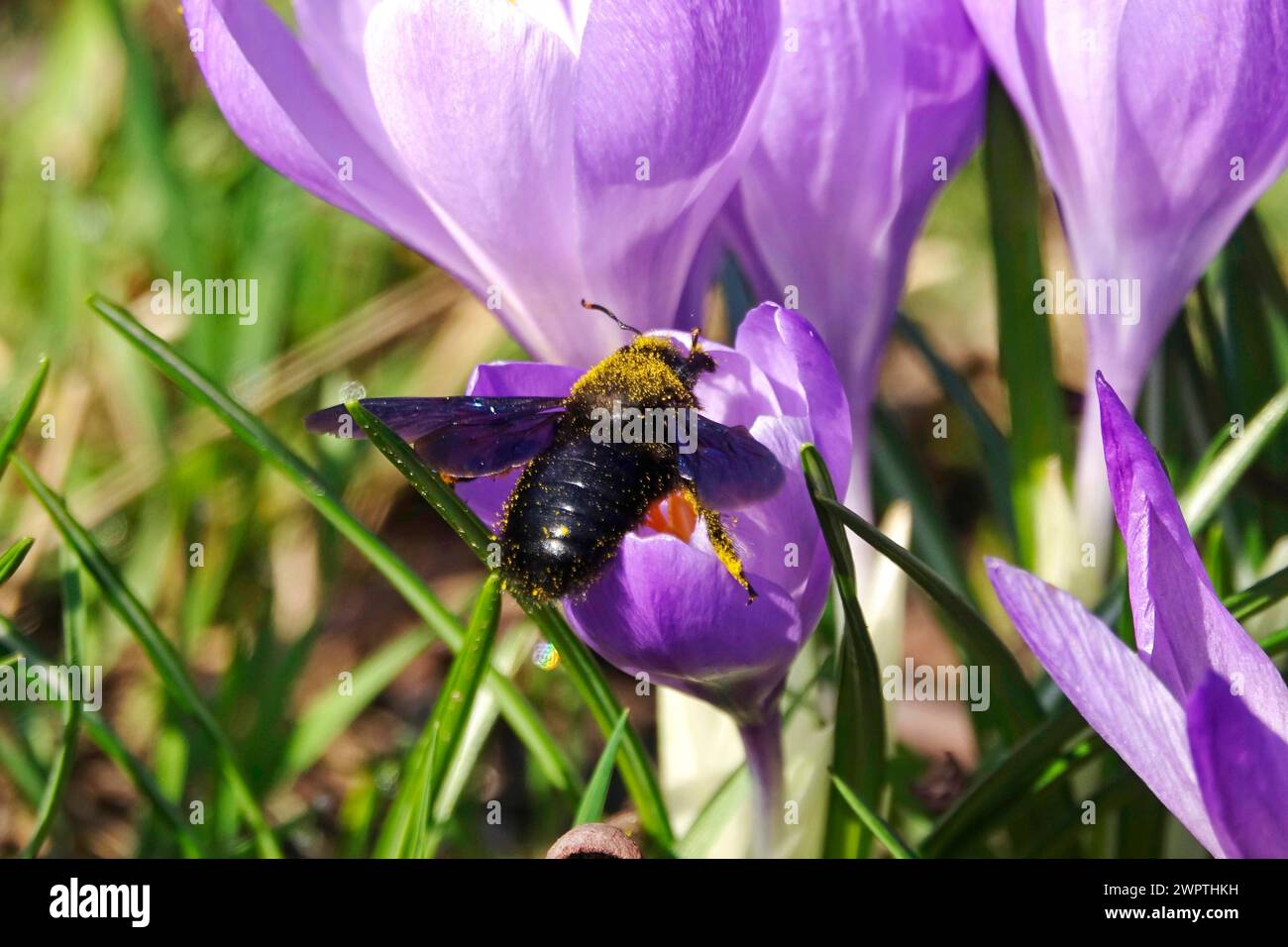 Violet carpenter bee (Xylocopa violacea), wild bee of the year 2024 ...