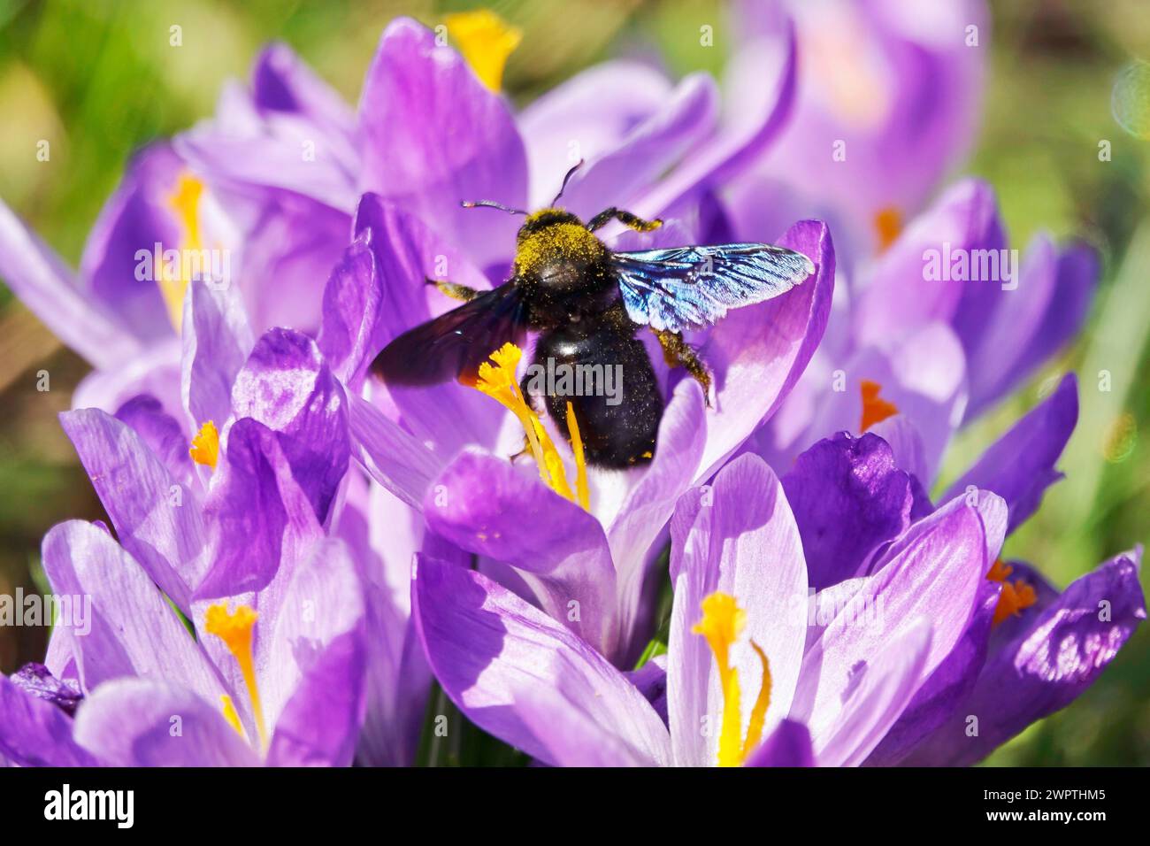 Violet carpenter bee (Xylocopa violacea), wild bee of the year 2024 ...
