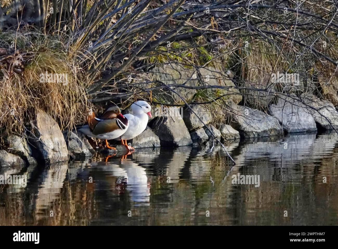 White female mandarin duck and mandarin drake, March, Germany Stock ...