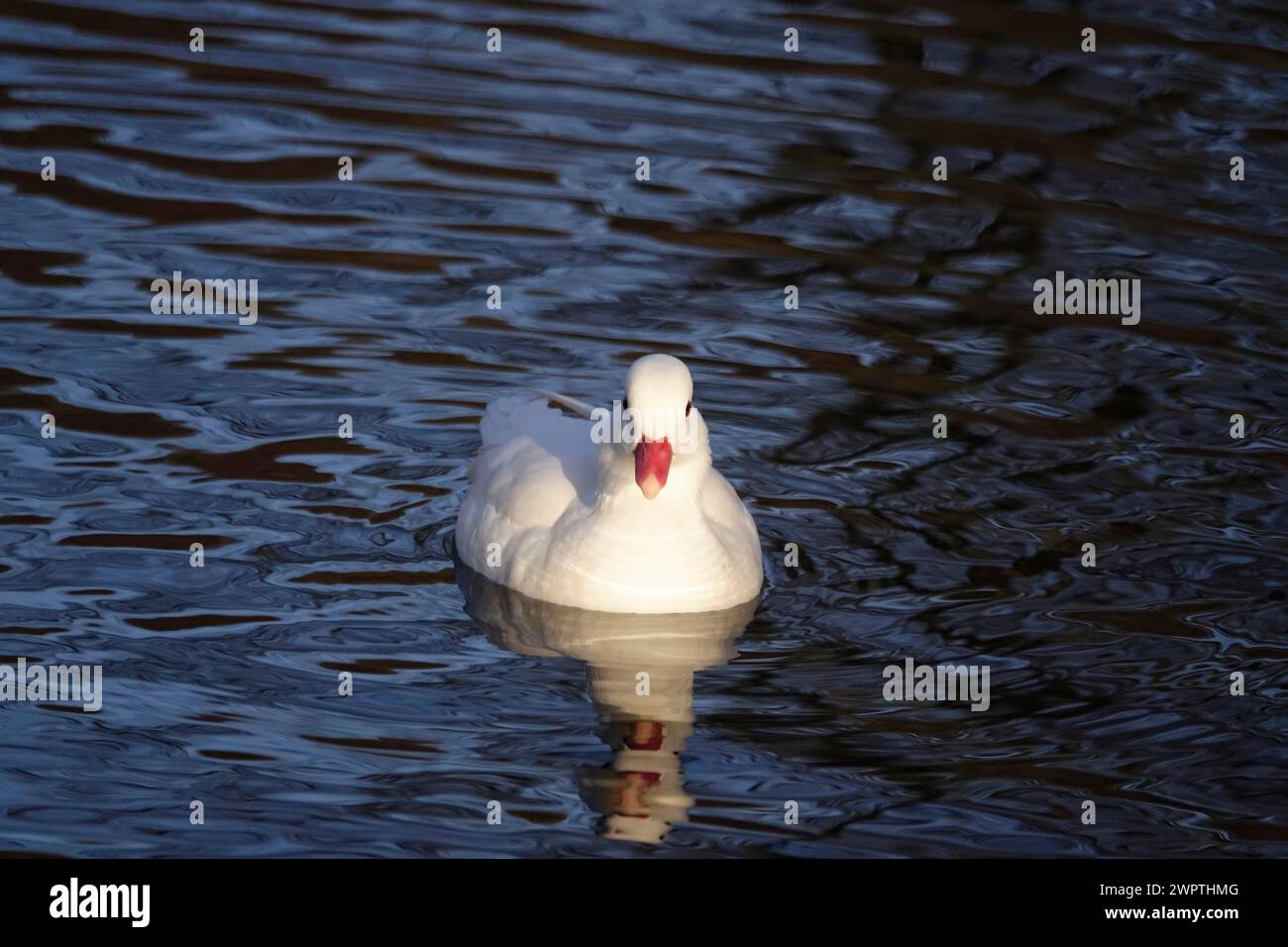 White female mandarin duck, March, Germany Stock Photo - Alamy