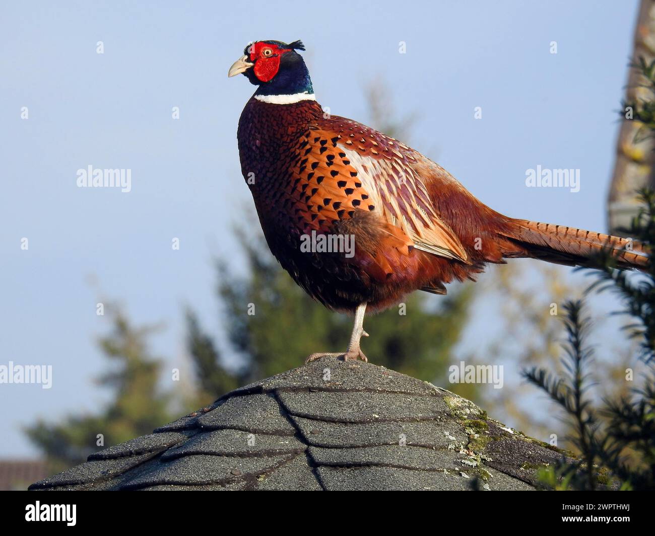 Pheasant on house roof hi-res stock photography and images - Alamy