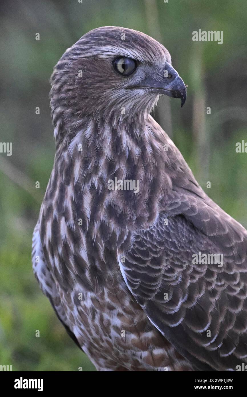 Silver Singing Goshawk, also known as the Great Singing Goshawk (Melierax canorus) Protective ...