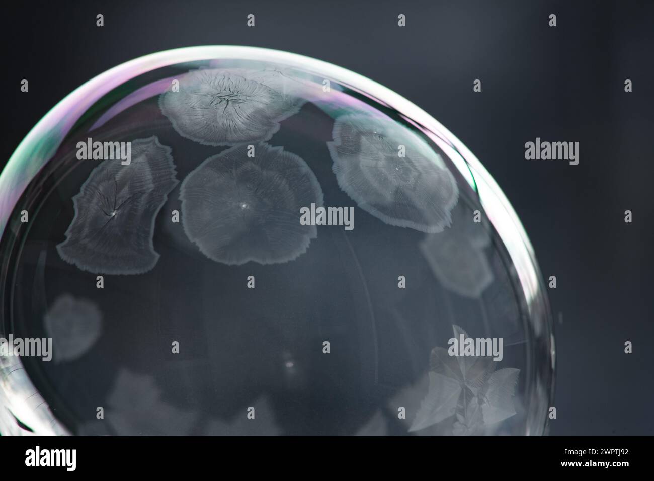 Winter collage. A transparent soap bubble freezing in the cold on a ...