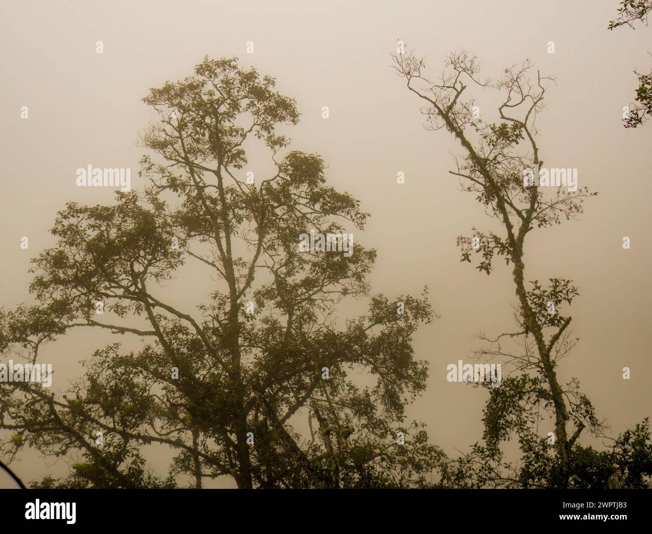 Two old alder trees in a heavy misty morning, in the eastern Andean ...
