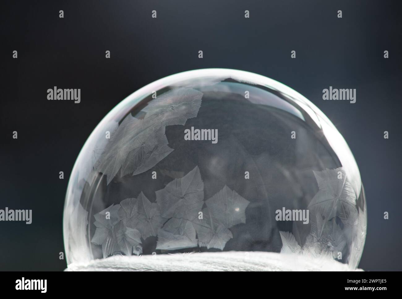 Winter collage. A transparent soap bubble freezing in the cold on a ...