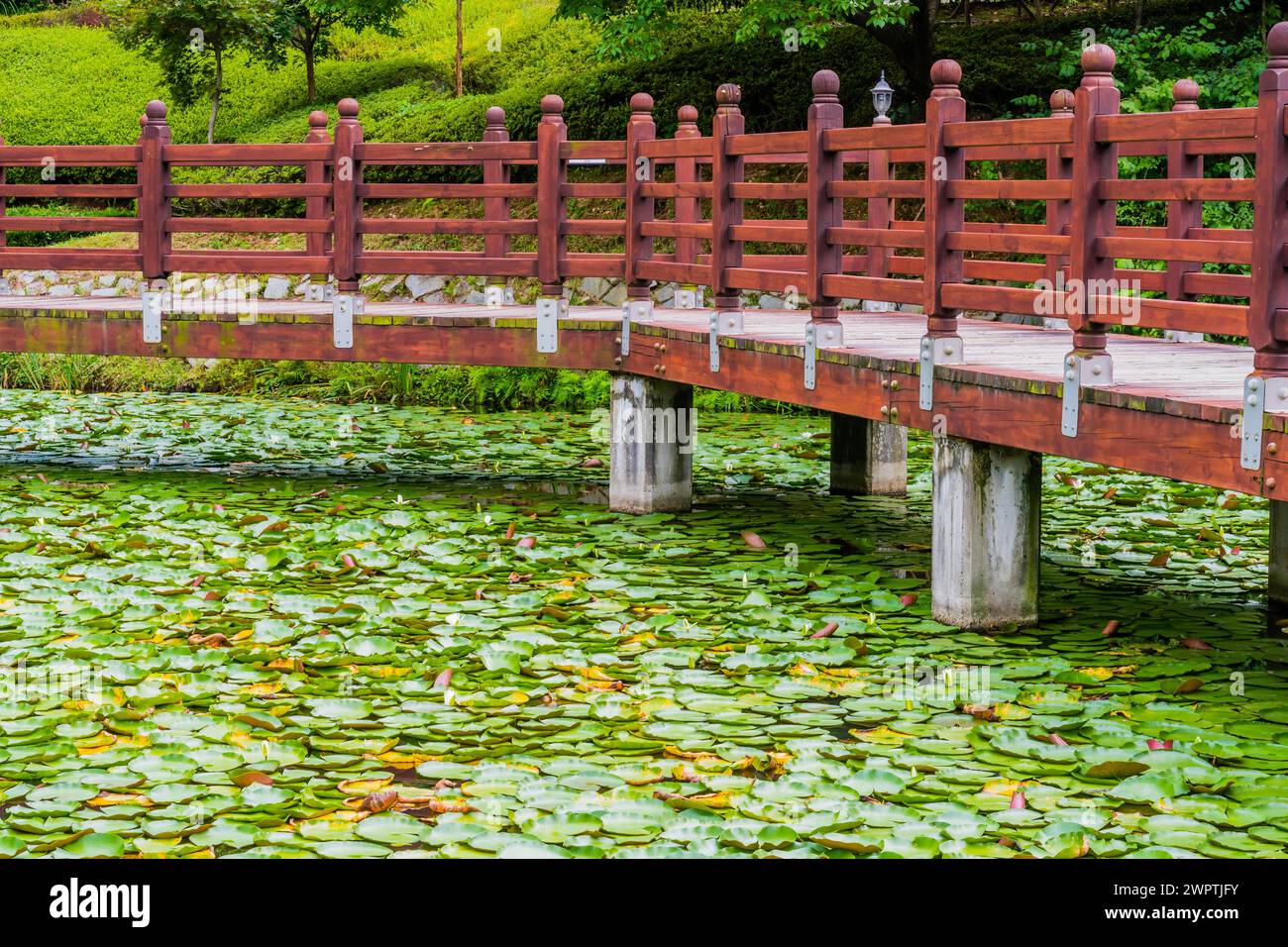 Wooden footbridge over a tranquil pond dotted with lily pads surrounded ...