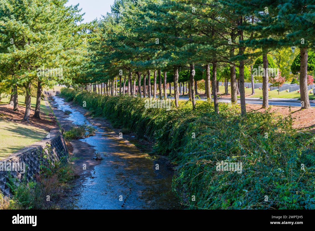 Korean pine trees hi-res stock photography and images - Alamy