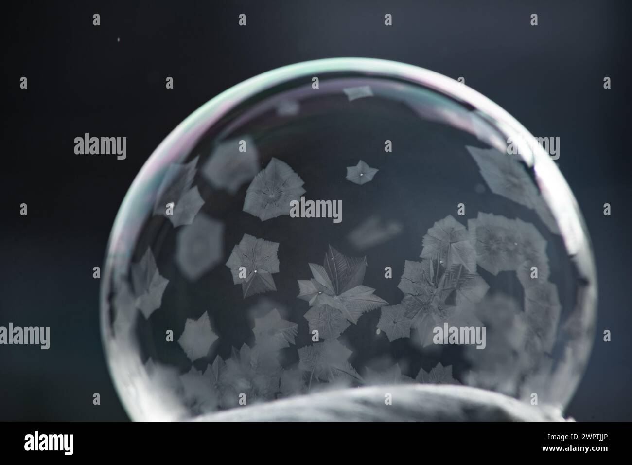 Winter collage. A transparent soap bubble freezing in the cold on a ...