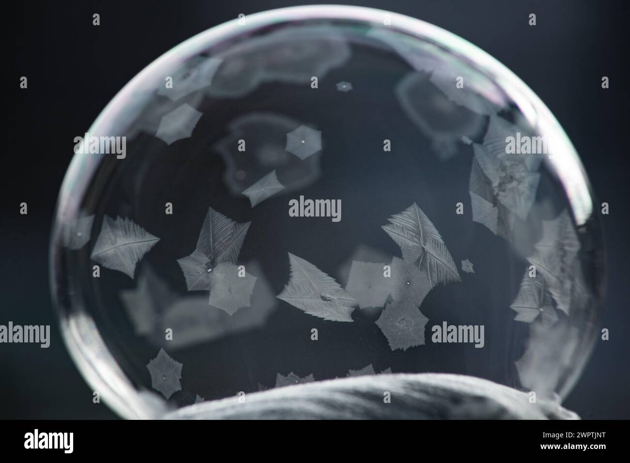 Winter collage. A transparent soap bubble freezing in the cold on a ...