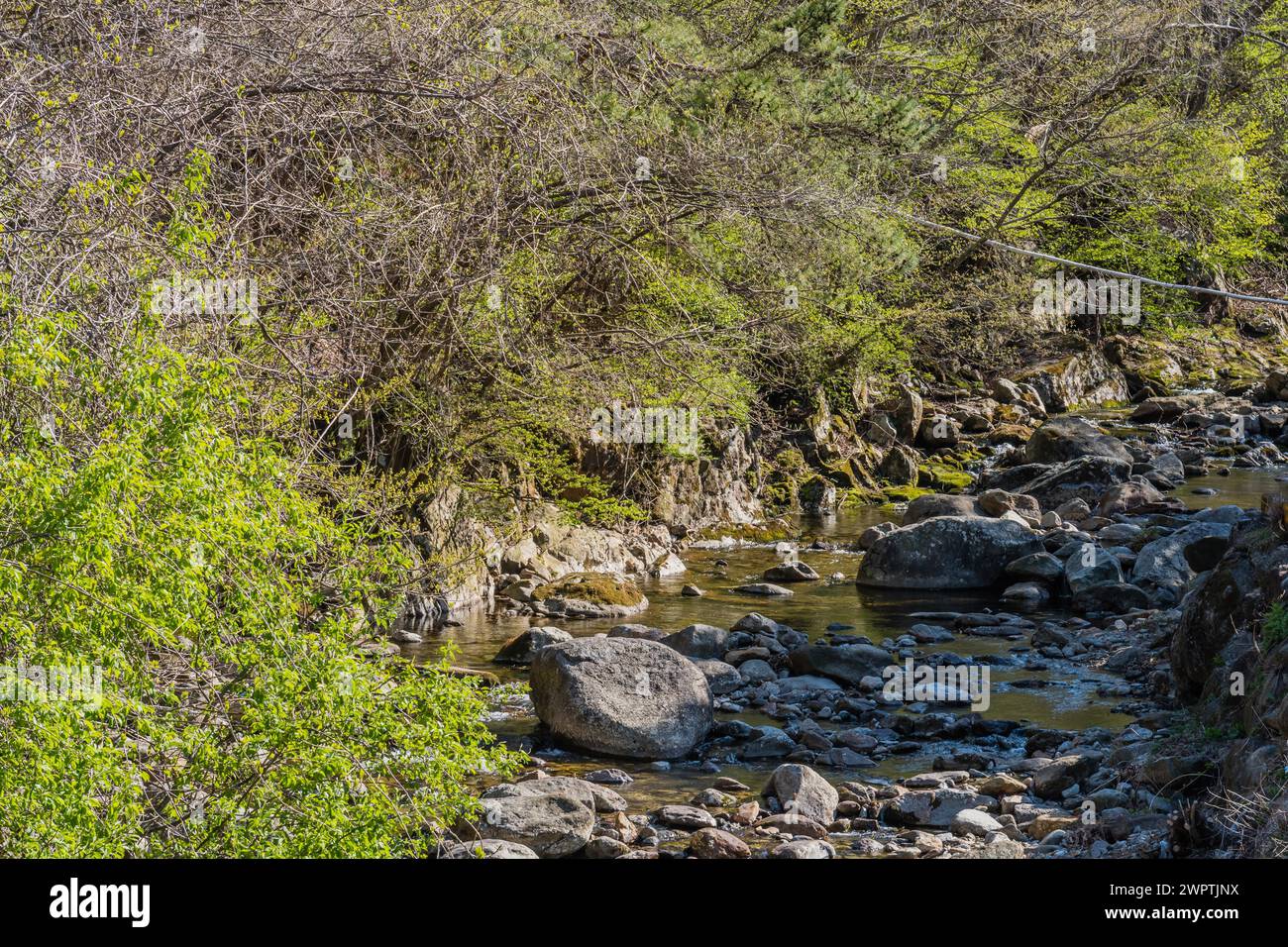 Wilderness stream with rocks and greenery on a sunny day, in South ...
