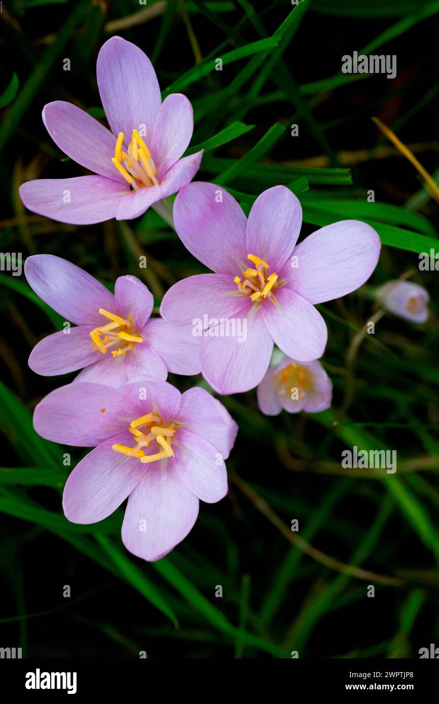 Three purple flowers with yellow stamens, embedded in green foliage ...