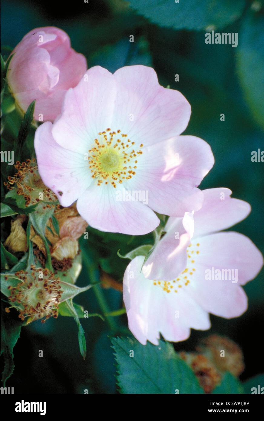 Delicate white stamen visible hi-res stock photography and images - Alamy