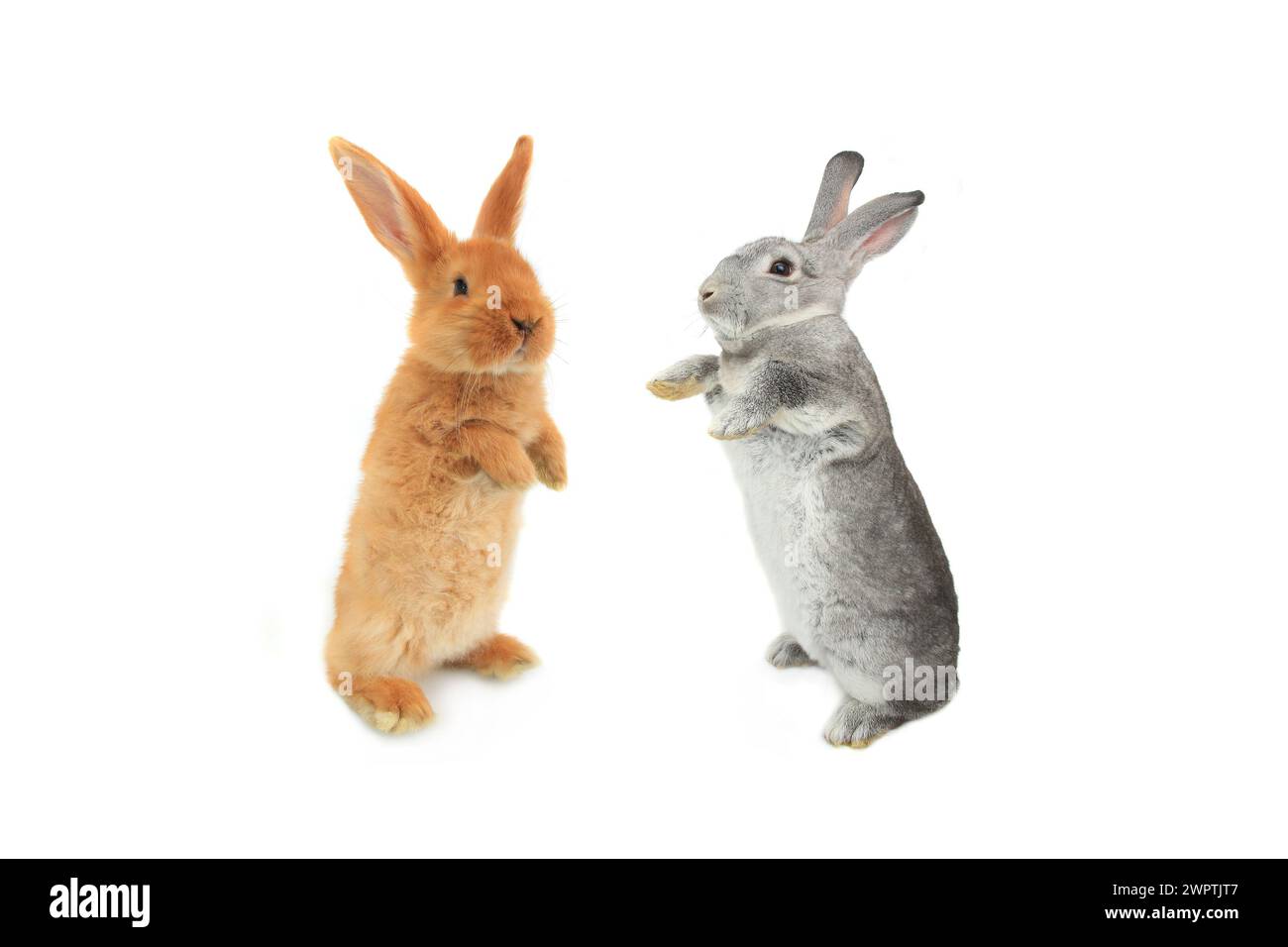 standing rabbit on a white background Stock Photo - Alamy