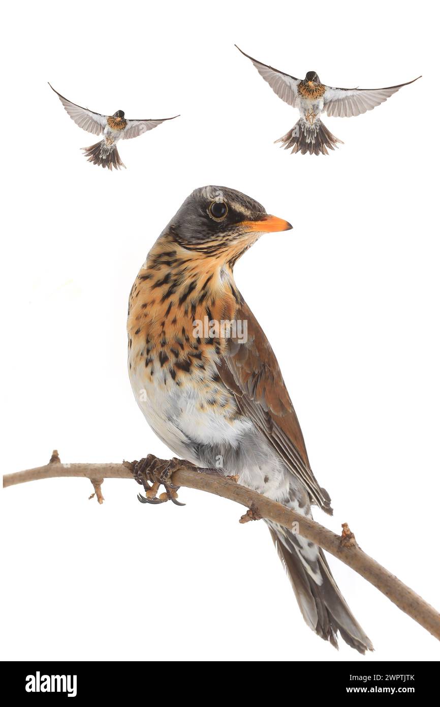 Song thrush flying Cut Out Stock Images & Pictures - Alamy