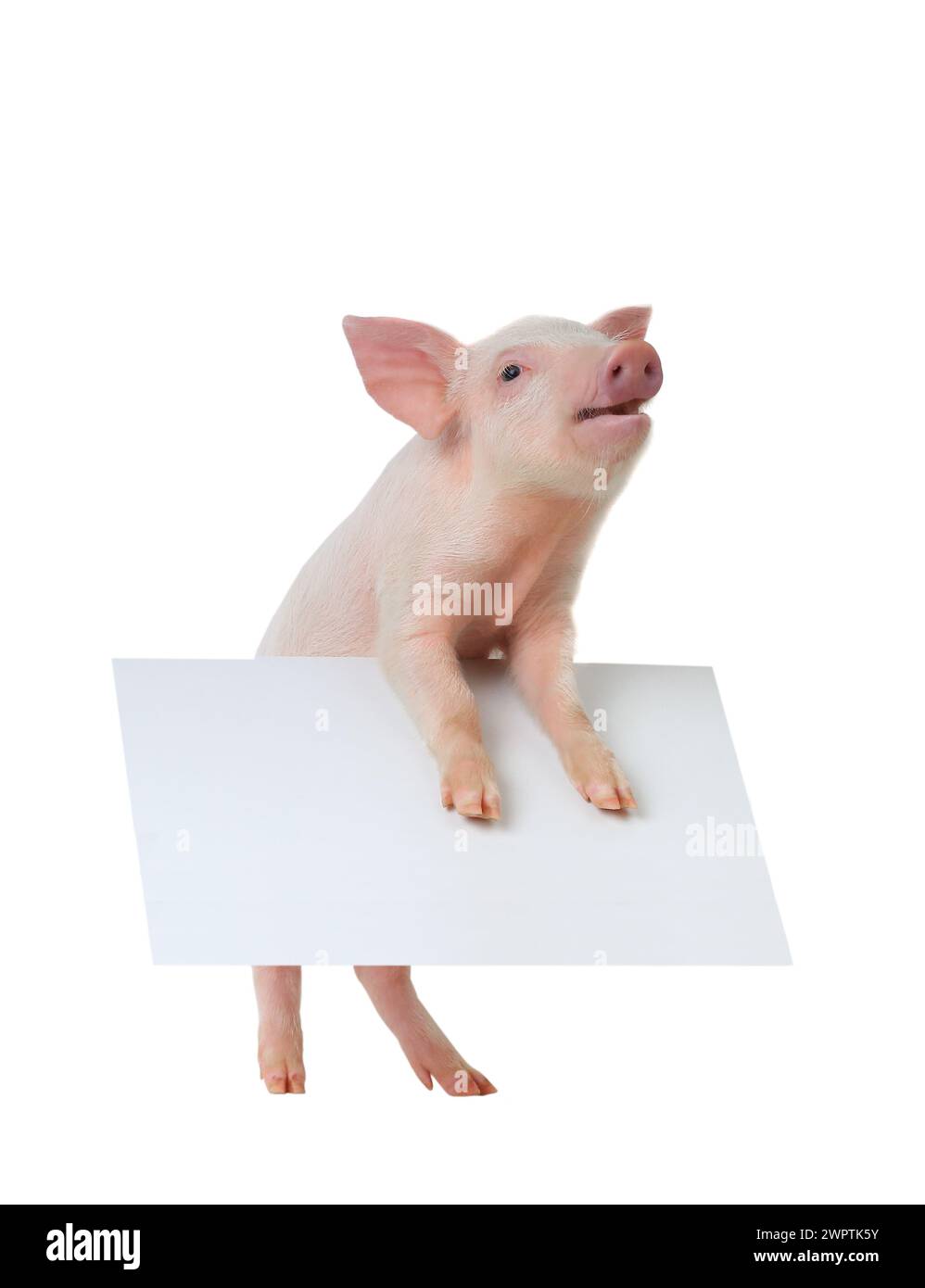 pig with sheet for a text writing Stock Photo - Alamy