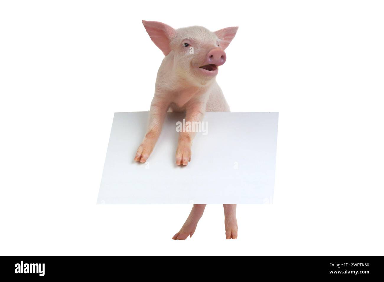 pig with sheet for a text writing Stock Photo - Alamy