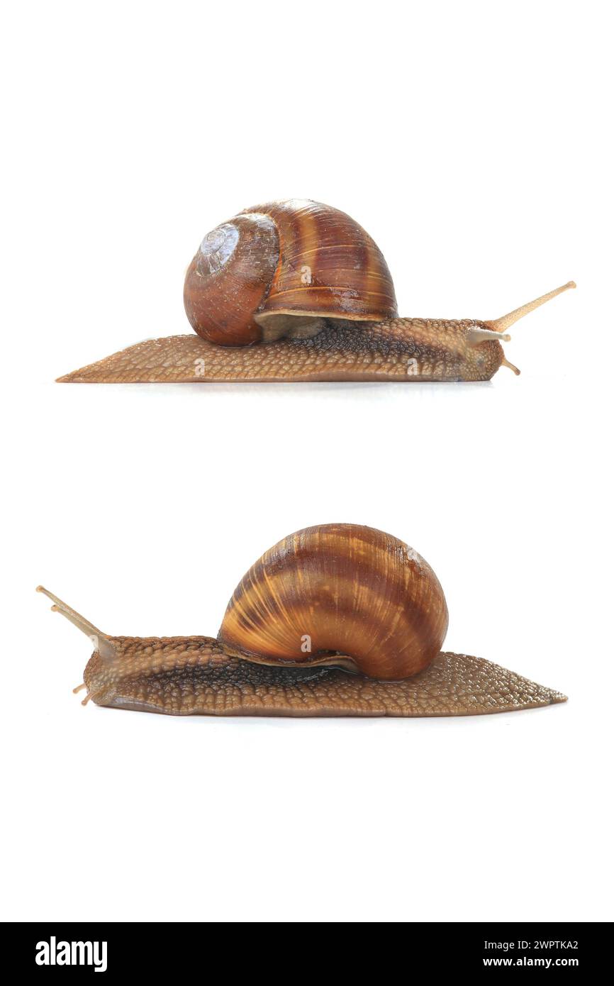 Two snail hi-res stock photography and images - Alamy