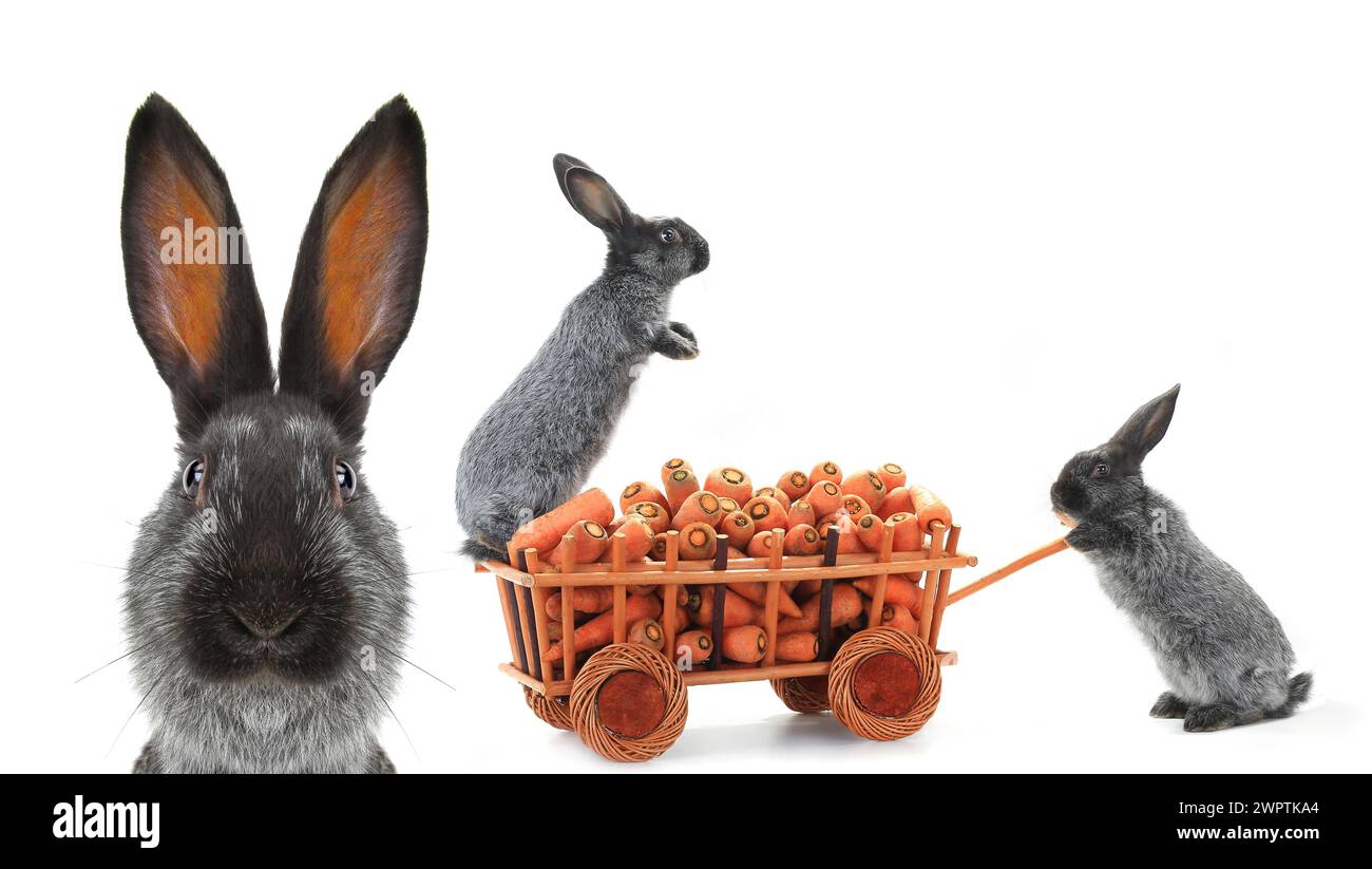 Two rabbits at carrot hi-res stock photography and images - Alamy
