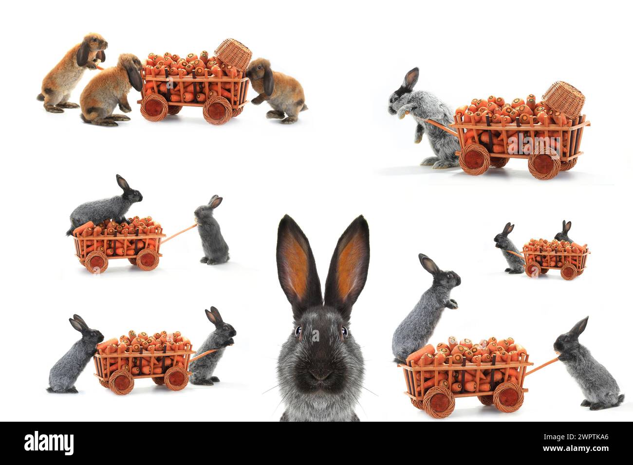 Two rabbits at carrot hi-res stock photography and images - Alamy