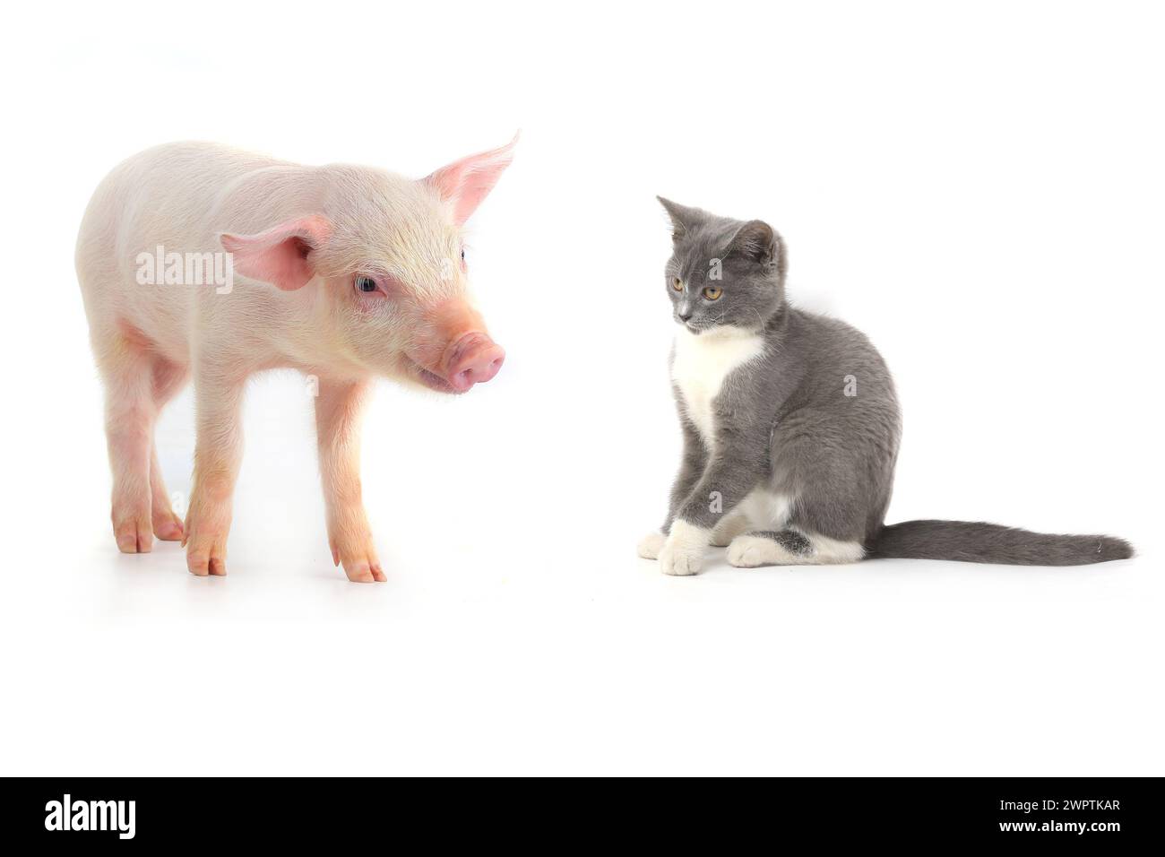 pig and cat on a white background. studio Stock Photo - Alamy