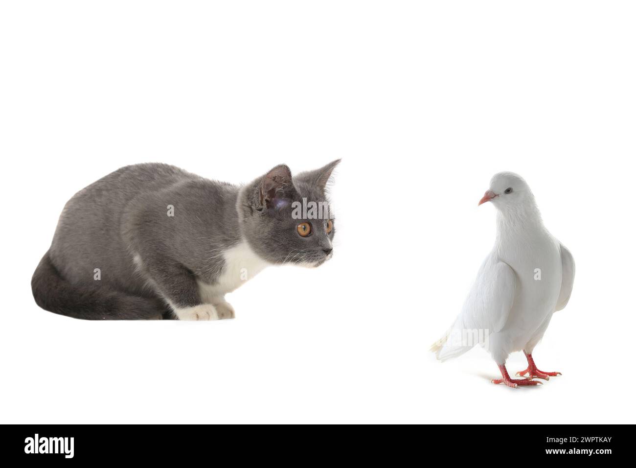 cat and pigeon on a white background Stock Photo - Alamy