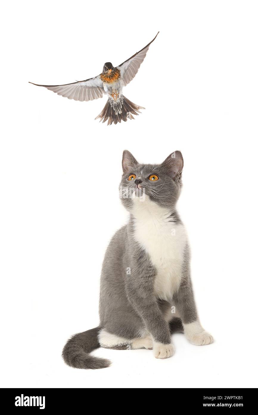 thrush and cat on a white background Stock Photo - Alamy