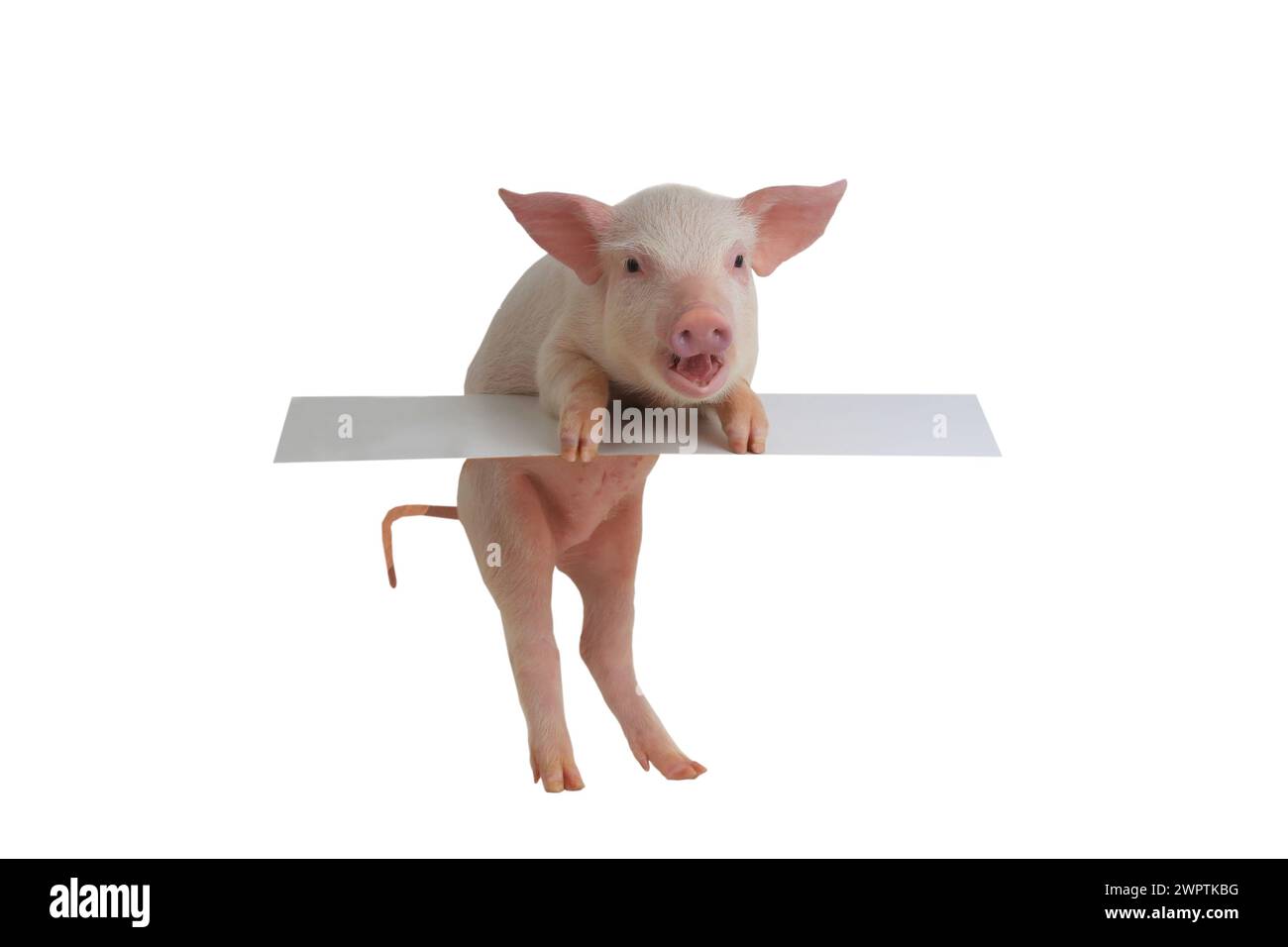 pig with sheet for a text writing Stock Photo - Alamy