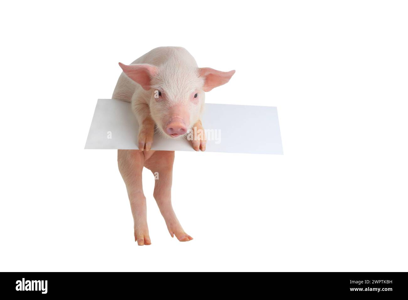 pig with sheet for a text writing Stock Photo - Alamy