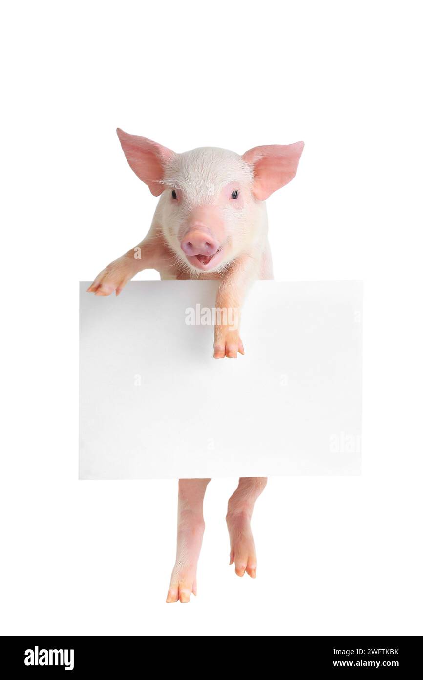 pig with sheet for a text writing Stock Photo - Alamy