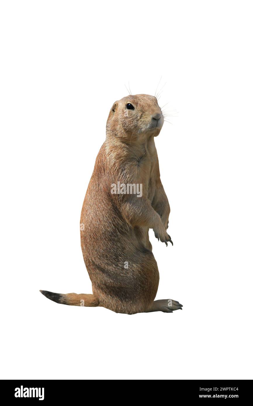 The prairie dog Cut Out Stock Images & Pictures - Alamy